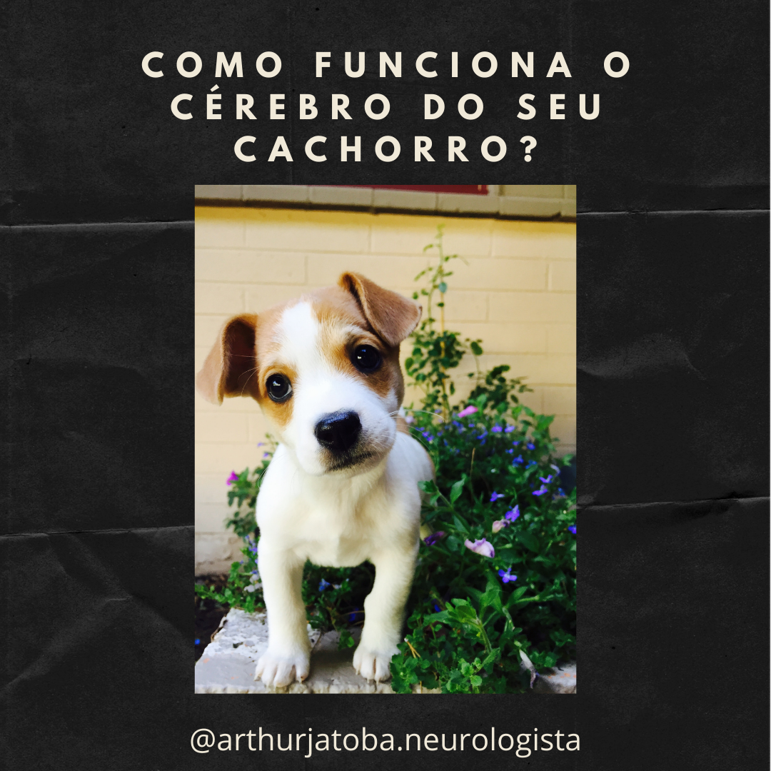 Como funciona o cérebro do seu cachorro? - Clinica da memoria bsb